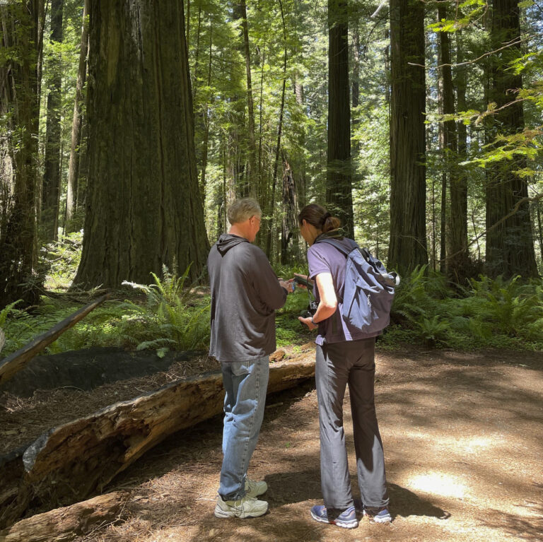 Avenue Of The Giants/Humboldt Redwoods State Park – Visit Humboldt